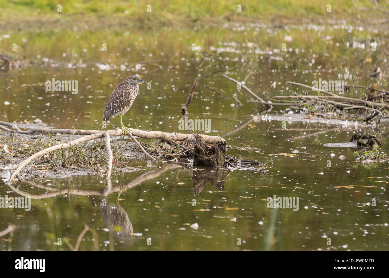Marsh bird hi-res stock photography and images - Alamy