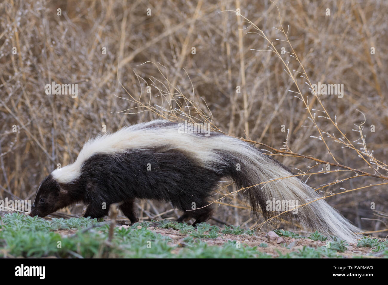 Foraging Striped Skunk, (Mephitis mephitis), at Bosque del Apache ...