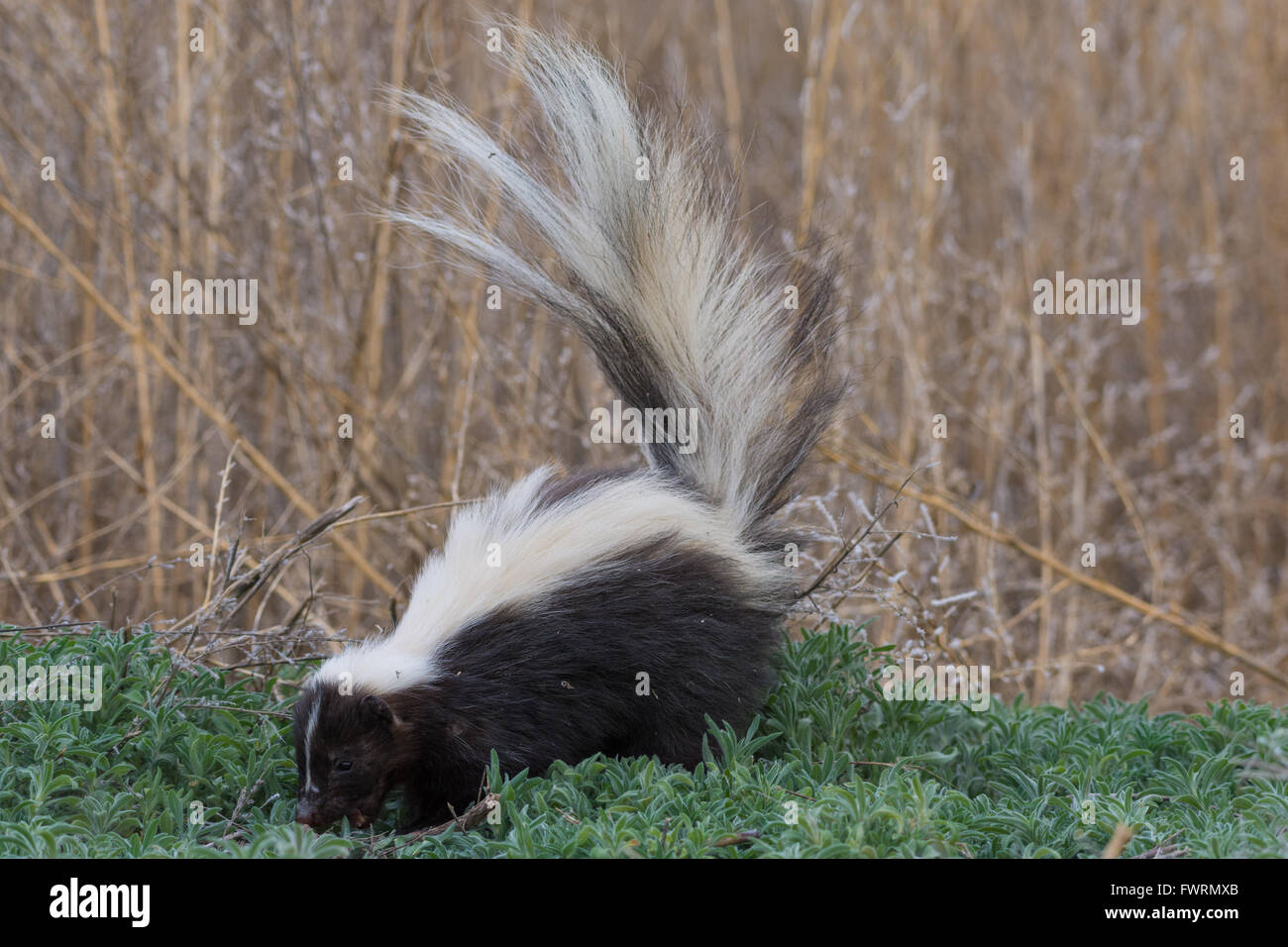 Foraging Striped Skunk, (Mephitis mephitis), at Bosque del Apache ...