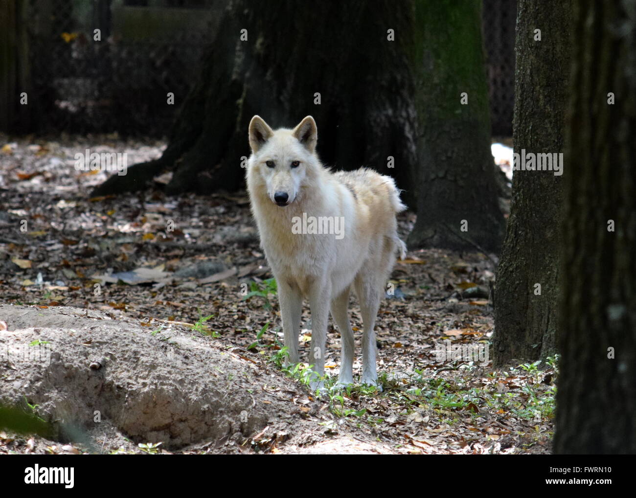 Wolf at Oatland Island Wildlife Center, Savannah, Georgia, United ...