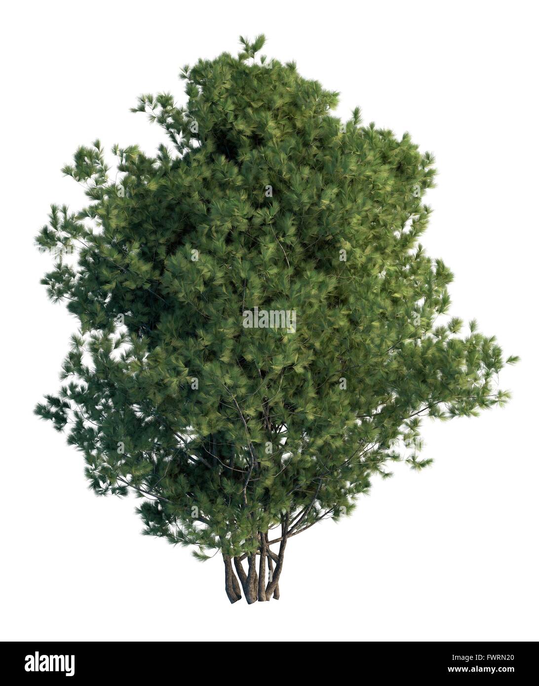 Pine Tree Isolated On White Stock Photo - Alamy