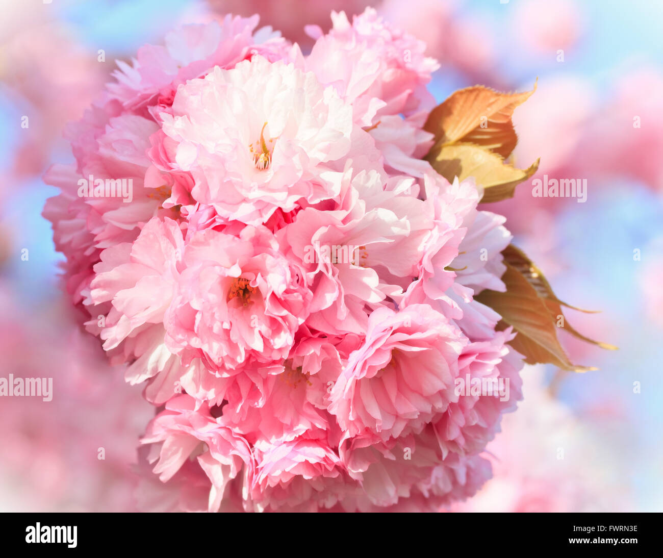 Sakura hi-res stock photography and images - Alamy