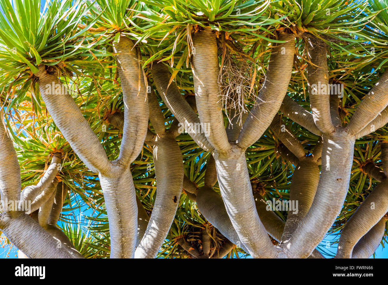 Dracaena draco, the Canary Islands dragon tree or drago, is a ...