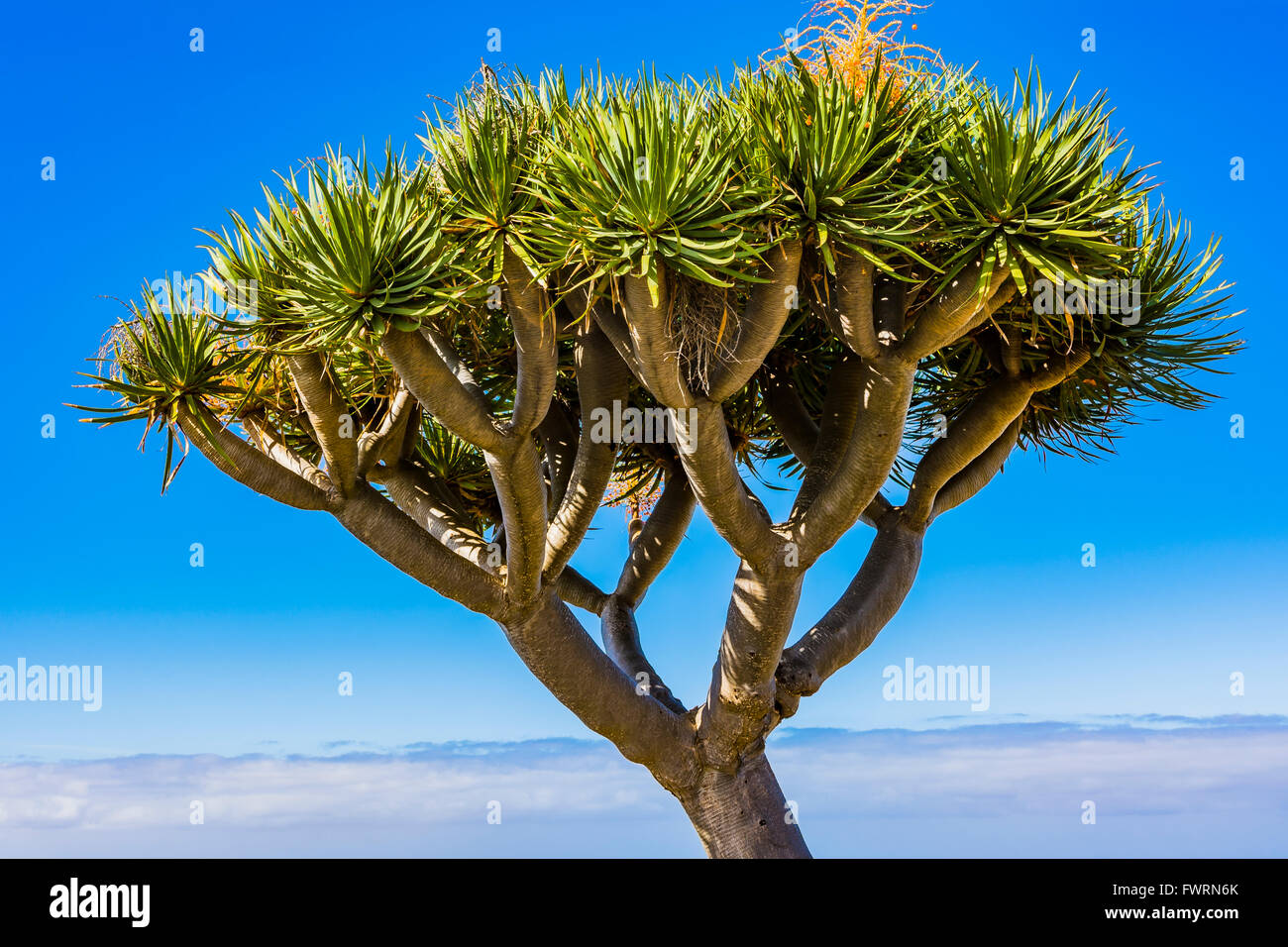 Dracaena draco, the Canary Islands dragon tree or drago, is a ...