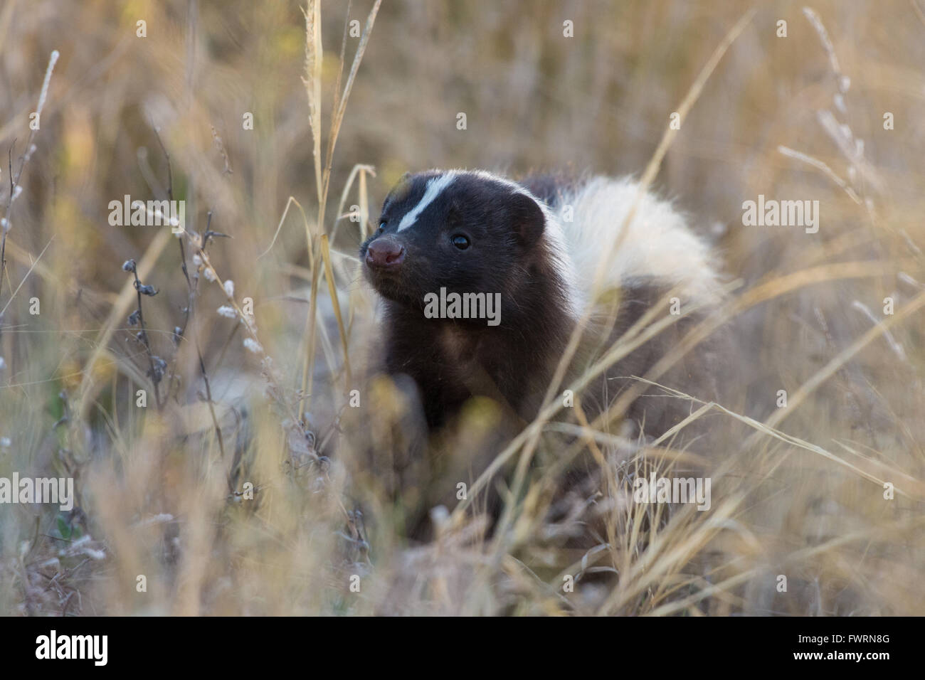 Striped Skunk, (Mephitis mephitis), foraging at Boque del Apache ...