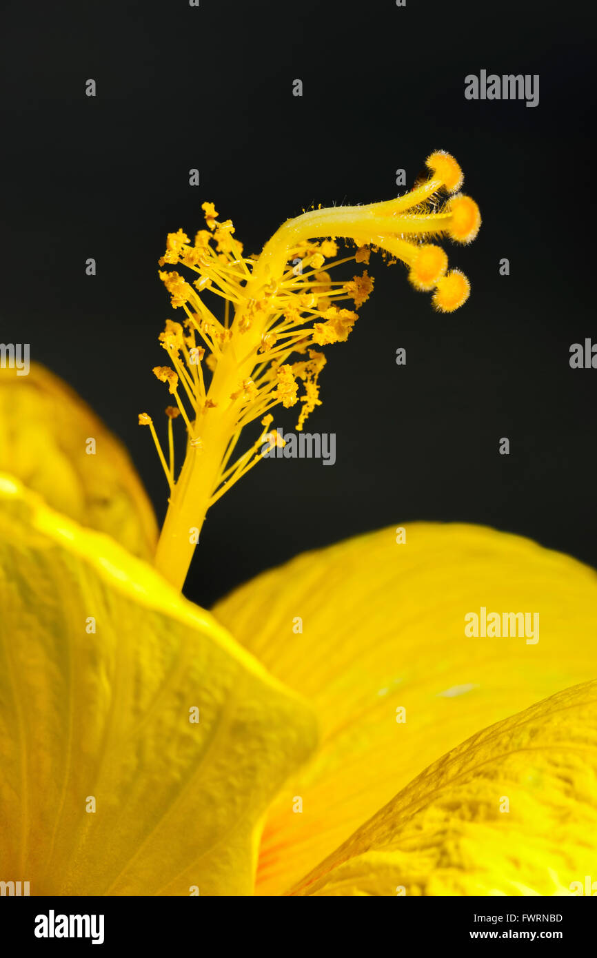 Hawaiian State flower - yellow Hibiscus closeup Stock Photo - Alamy