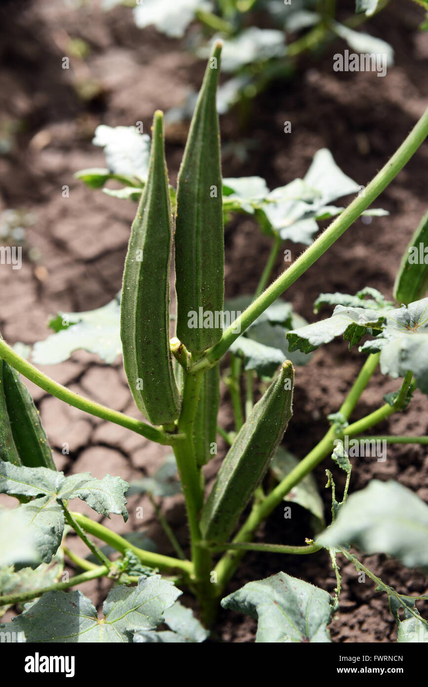 Okra harvest in Humera, Ethiopia Stock Photo - Alamy