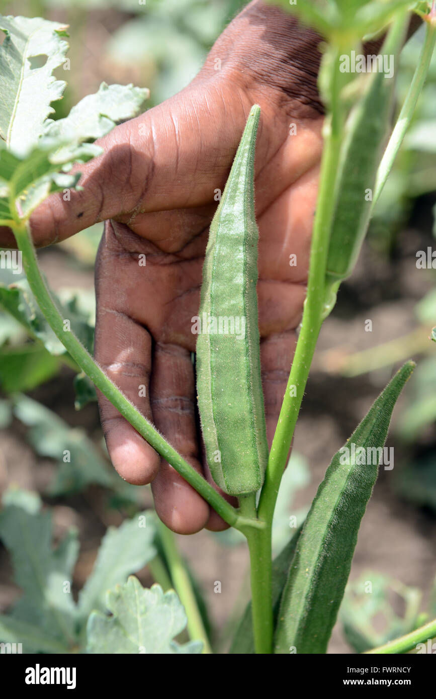 Okra field hi-res stock photography and images - Alamy