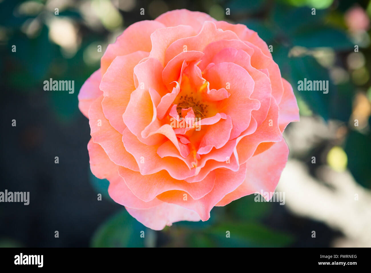 Pastel delicate hi-res stock photography and images - Alamy