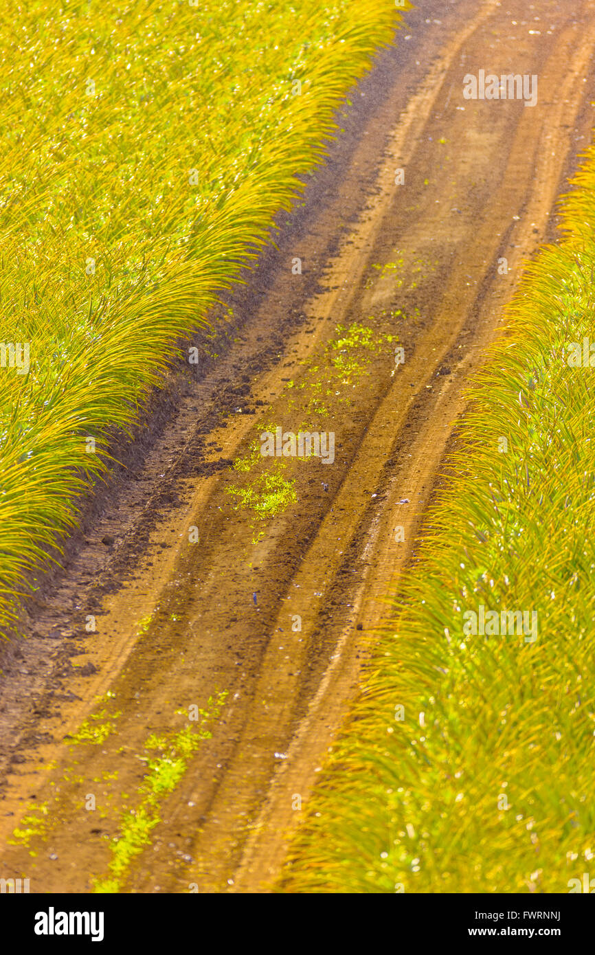 Green fertile fields dirt road hi-res stock photography and images - Alamy
