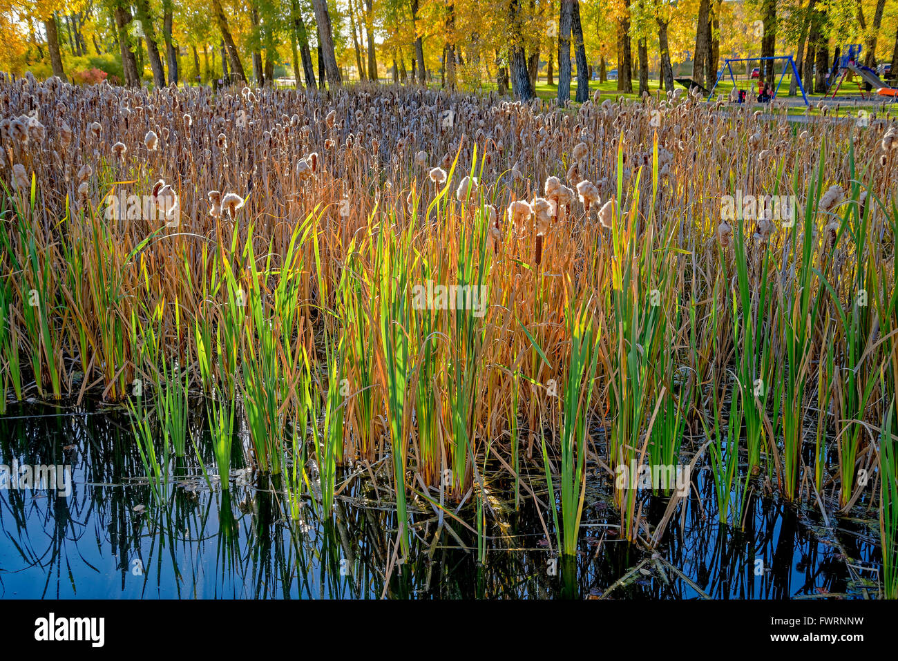 Alberta cattails marsh marigold hi-res stock photography and images - Alamy