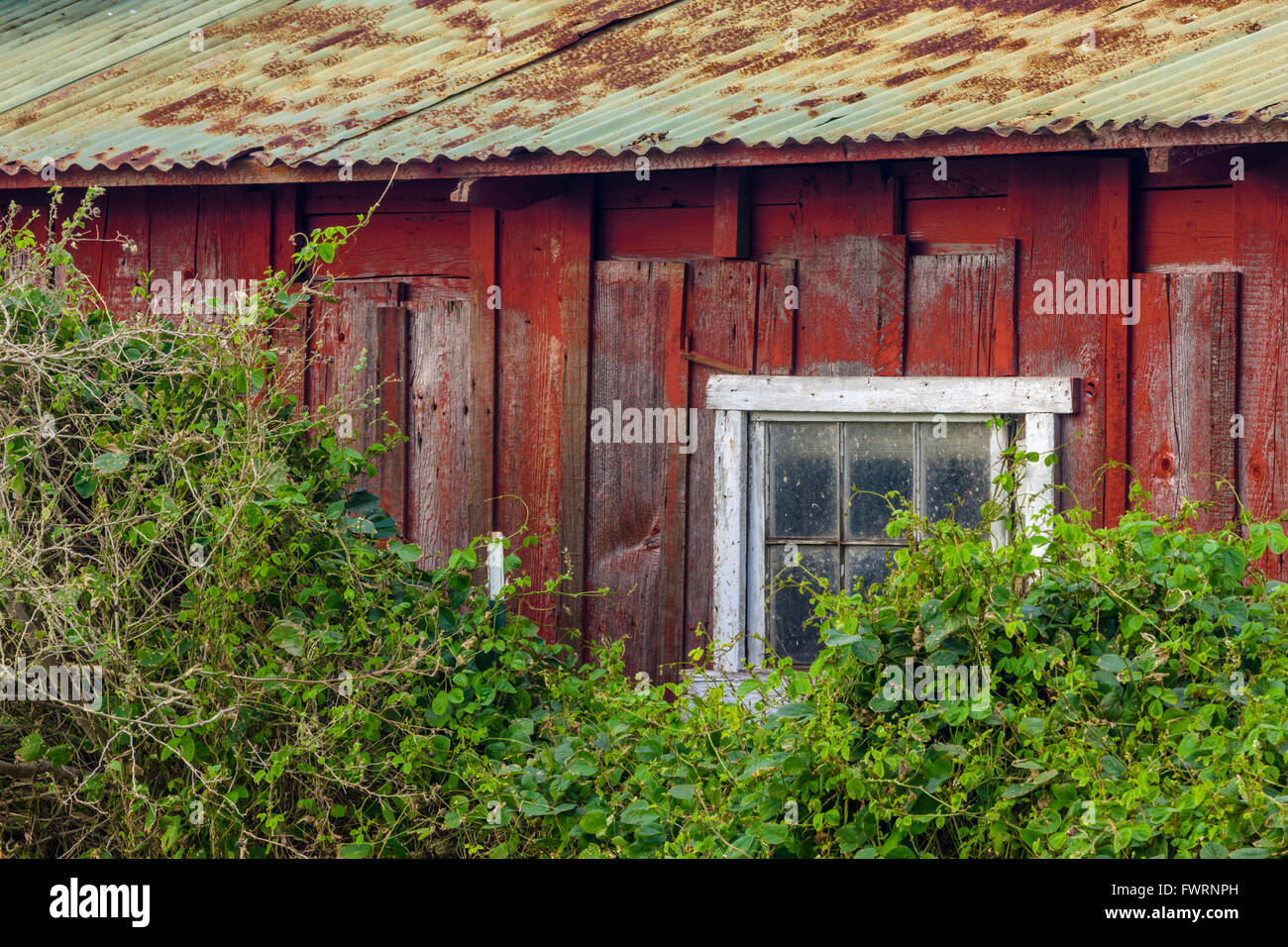 Overgrown farm tropics hi-res stock photography and images - Alamy
