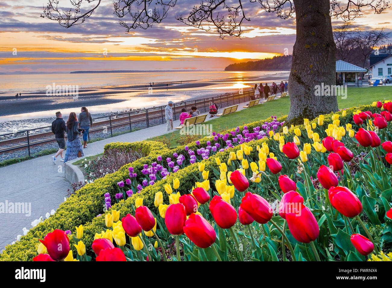 Colourful Spring bulbs along the seawall, Semiahmoo Bay, White Rock ...