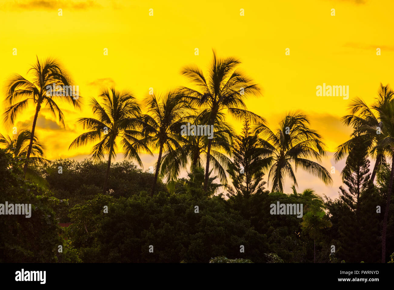 Maui, Hawaii, USA view of palm trees and rainforest vegetation at dusk ...