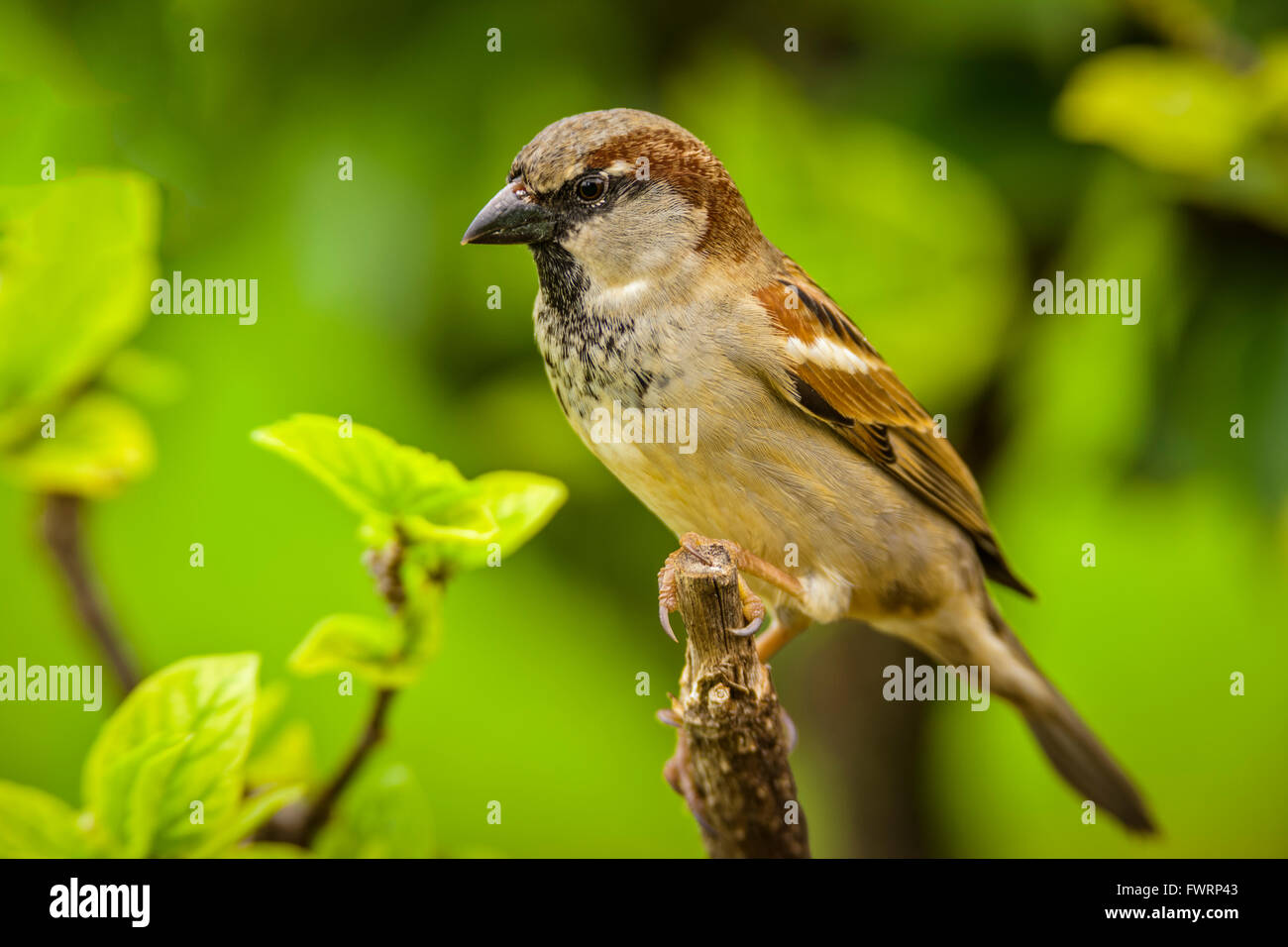 Hawaiian introduced species hi-res stock photography and images - Alamy