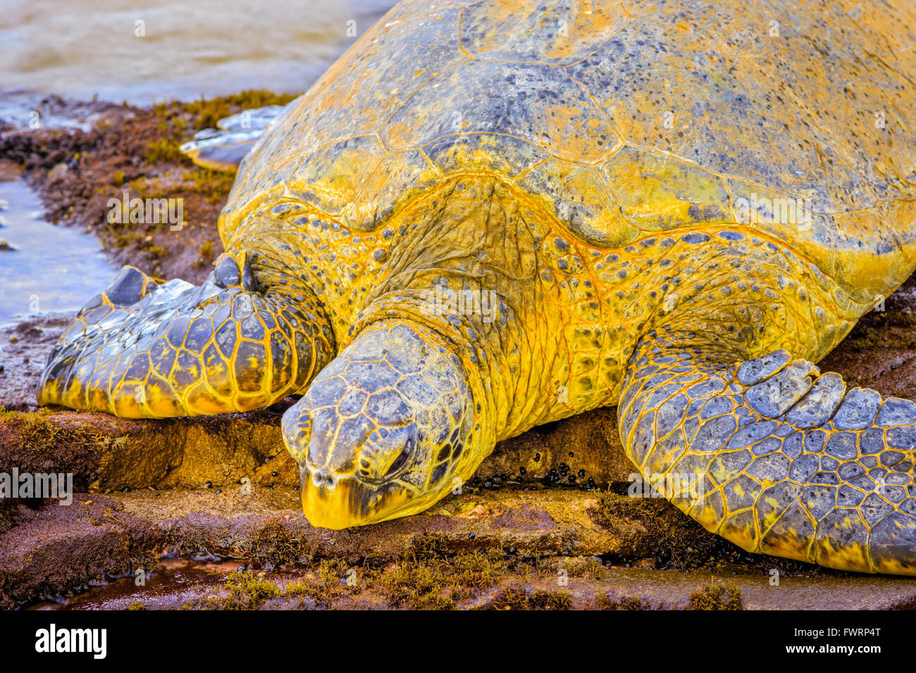 Maui, Hawaii, green sea turtle Stock Photo - Alamy