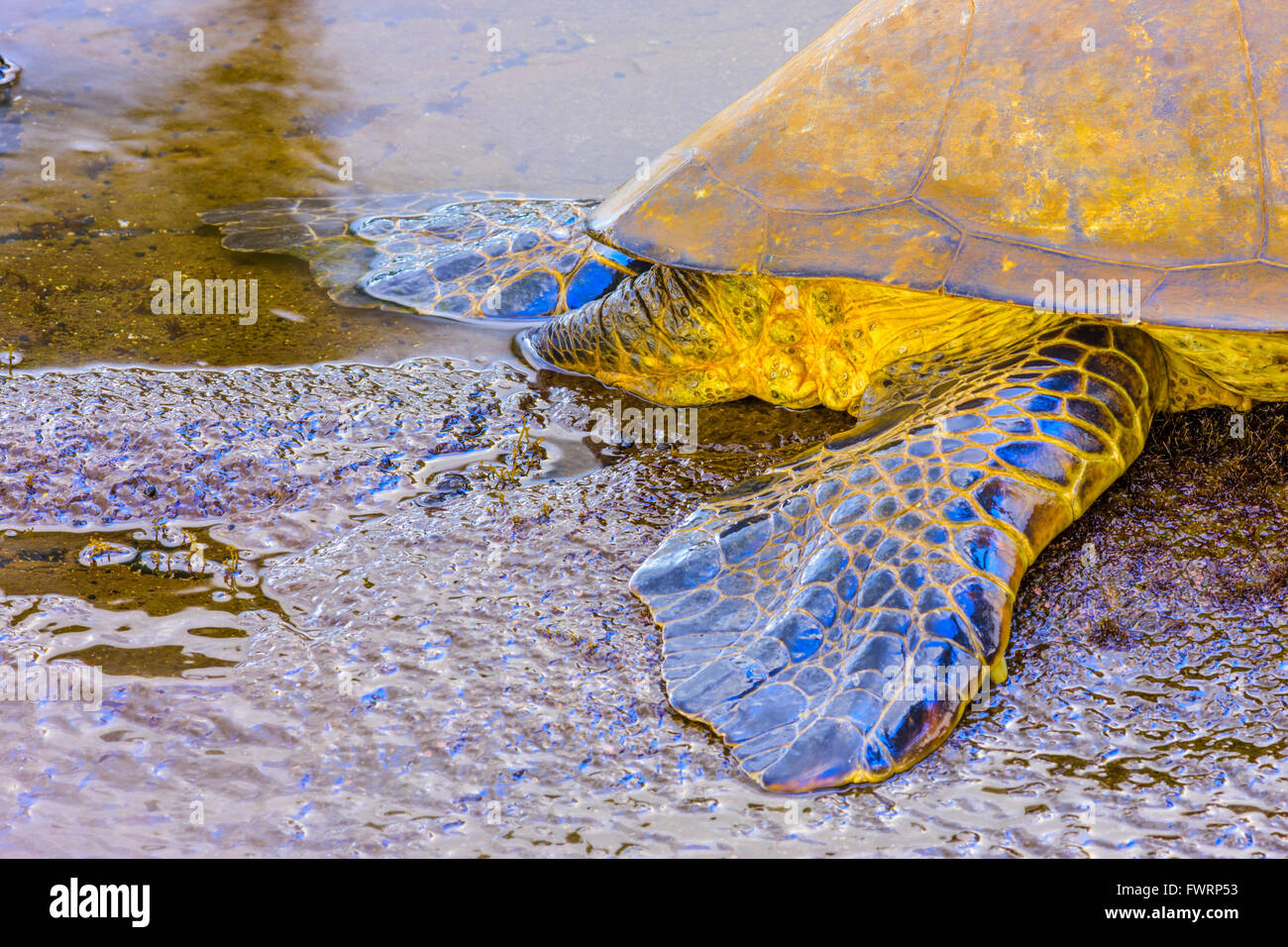 Maui, Hawaii, green sea turtle Stock Photo - Alamy
