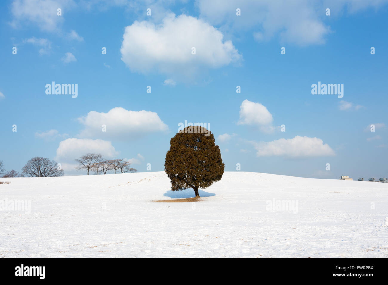 Korea tree hi-res stock photography and images - Alamy
