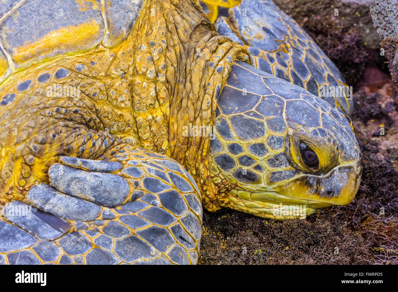 green sea turtle on maui Stock Photo - Alamy