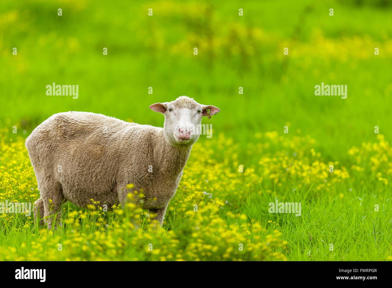 Ram Bleating High Resolution Stock Photography and Images - Alamy