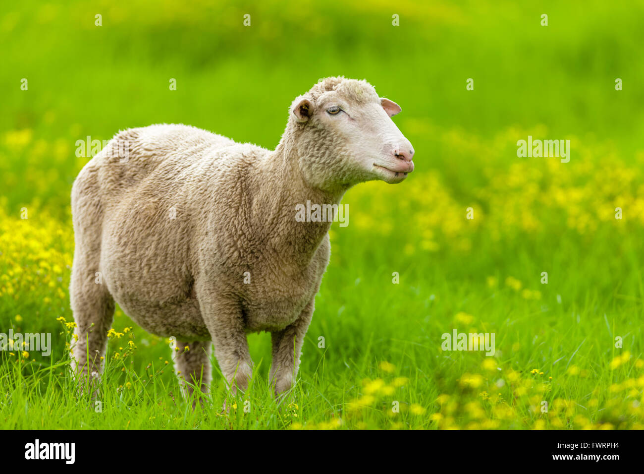 Ruminating sheep hi-res stock photography and images - Alamy