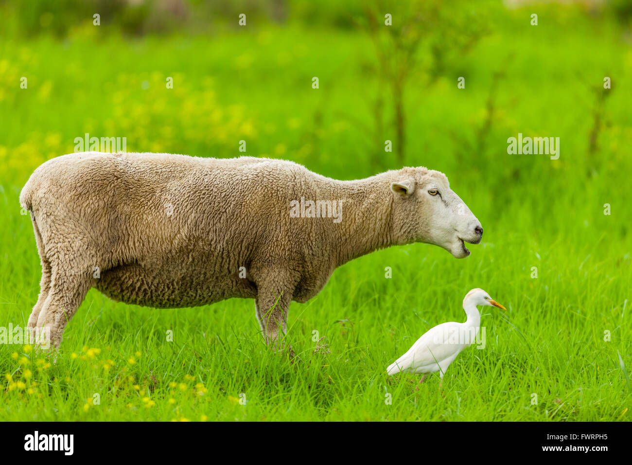 Ruminating Sheep High Resolution Stock Photography and Images - Alamy