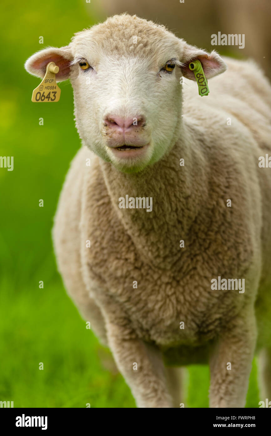 Shearing sheep, usa hi-res stock photography and images - Alamy
