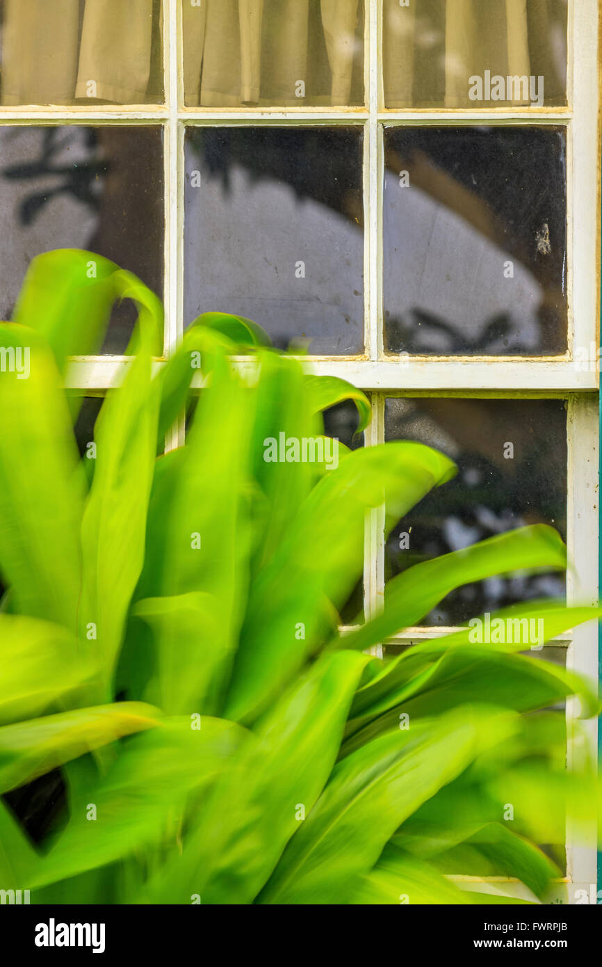 Bailey House Museum window Maui Hawaii Stock Photo - Alamy