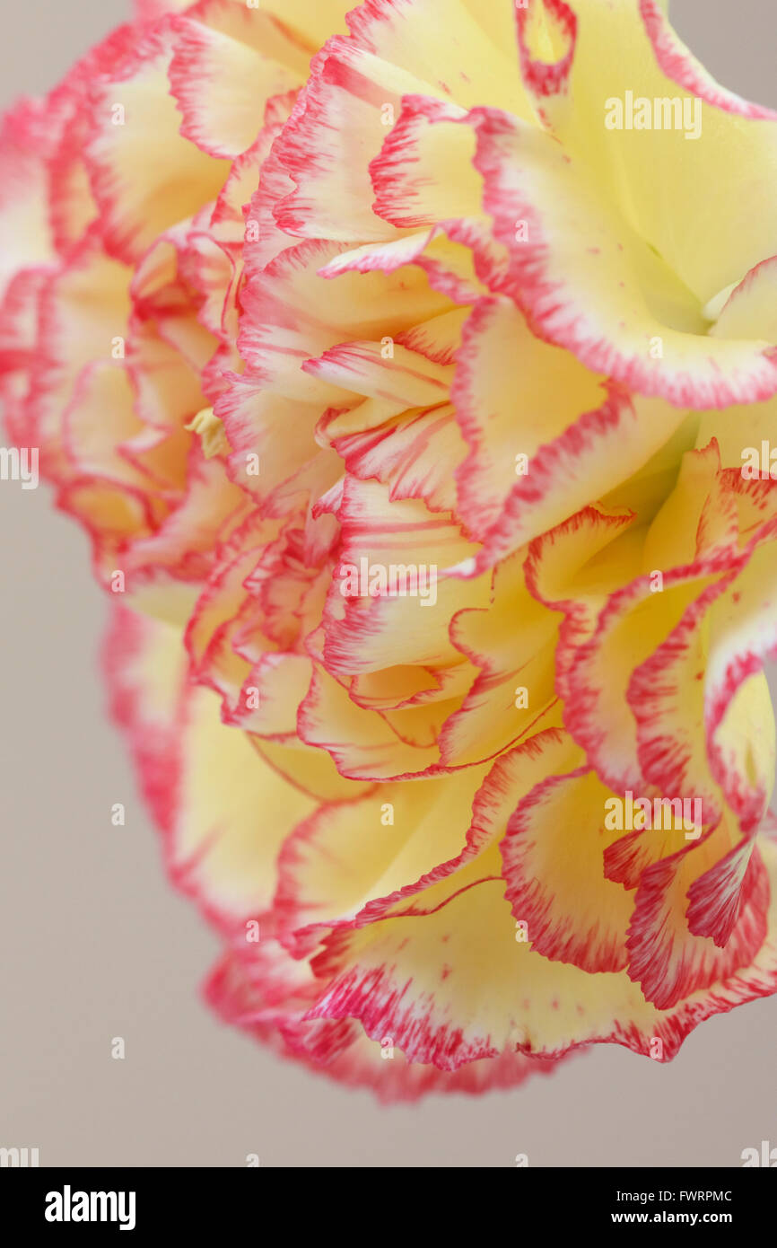 Soft pink carnation petals hi-res stock photography and images - Alamy
