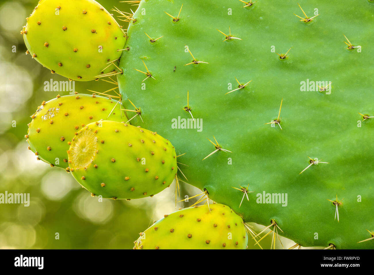 Prickly Pear Cactus Maui Stock Photo - Alamy