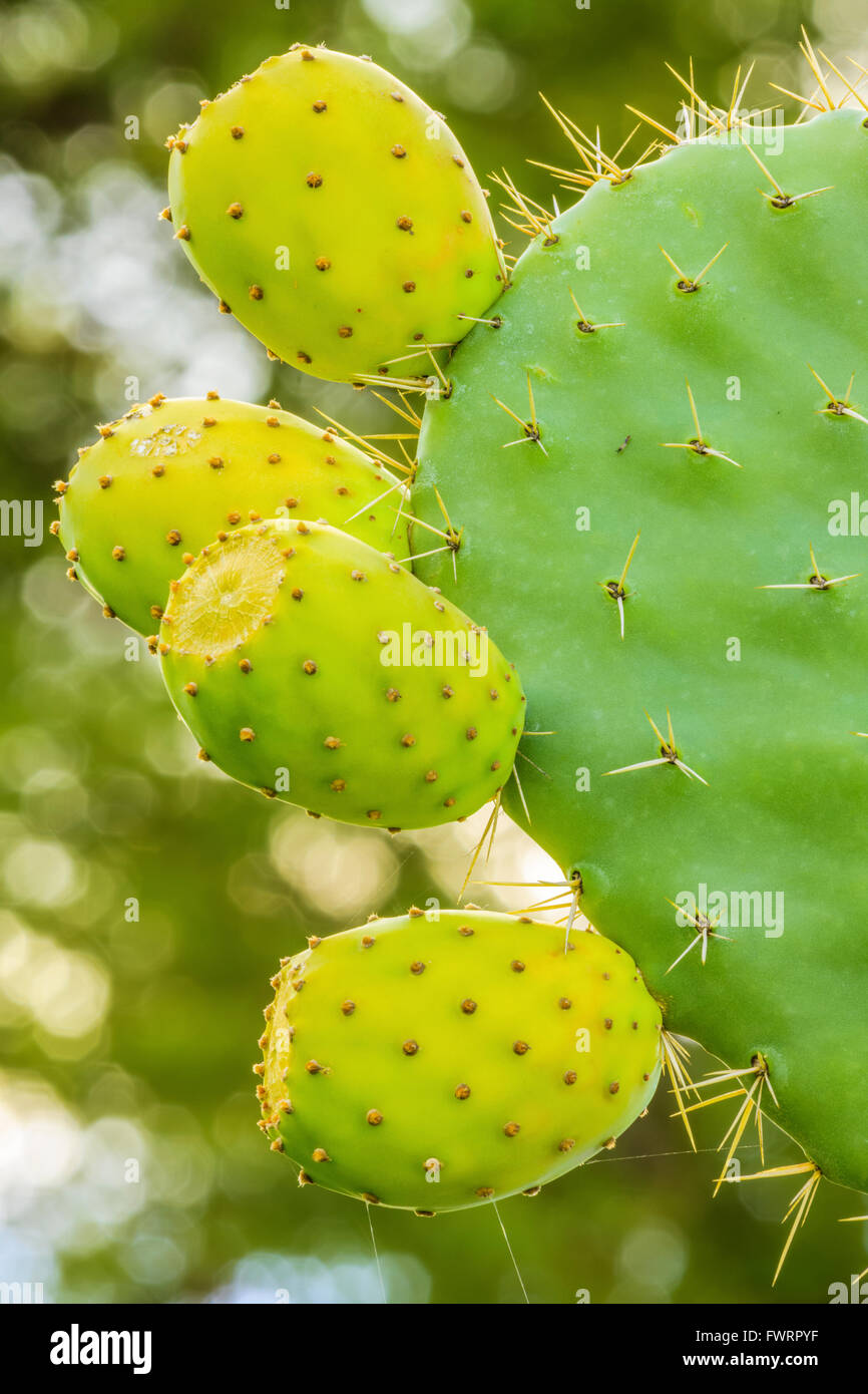 Prickly Pear Cactus Maui Stock Photo - Alamy