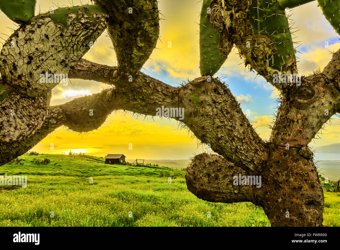 Upcountry pasture on Maui with salt barn on ranchland Stock Photo - Alamy