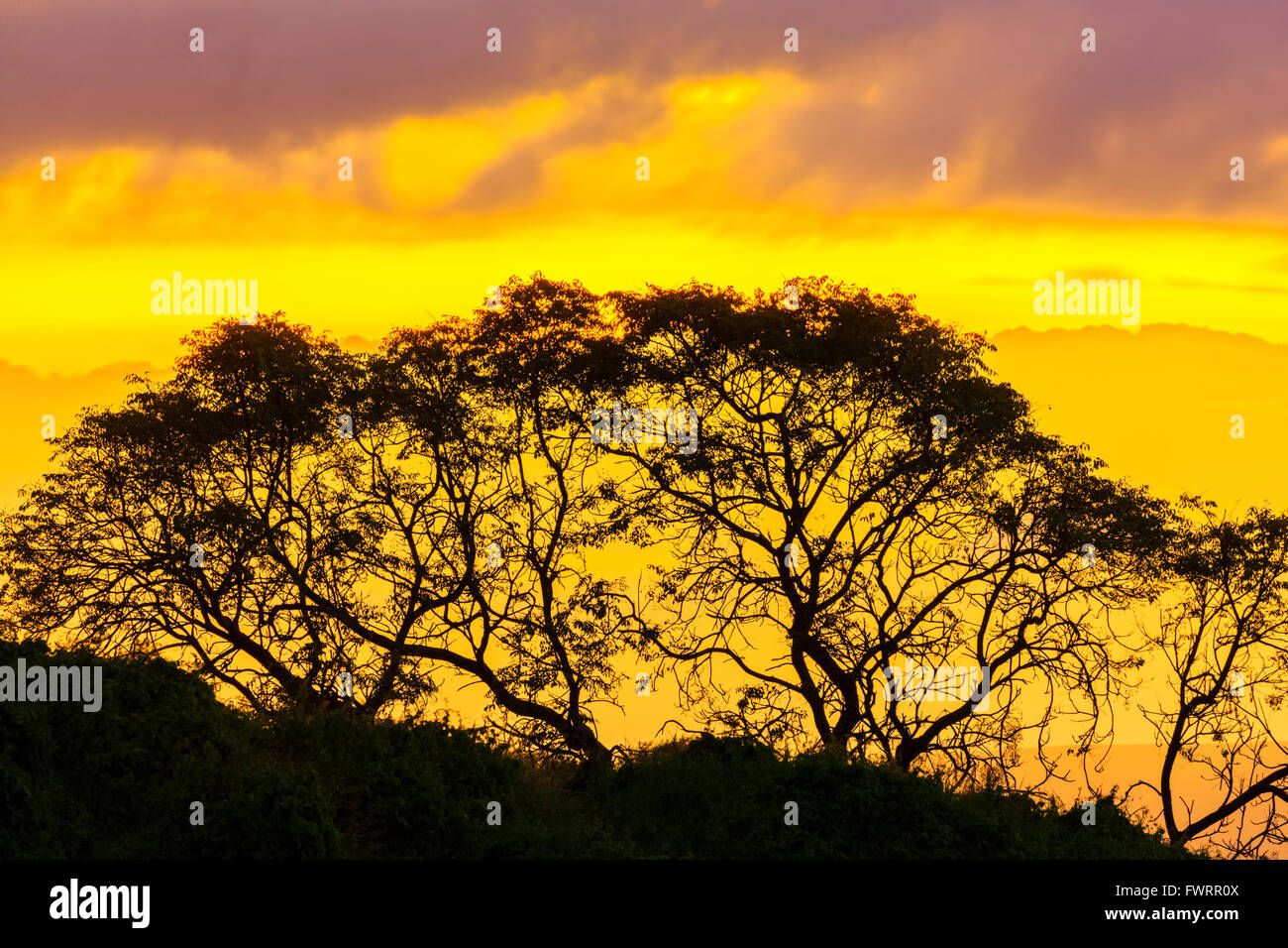 tropical tree outlined against sunset sky upcountry Maui Stock Photo ...