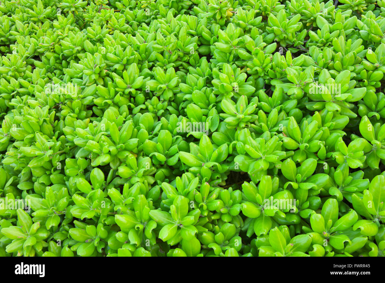 coastal ground cover bushes and shrubs Maui Hawaii Stock Photo - Alamy