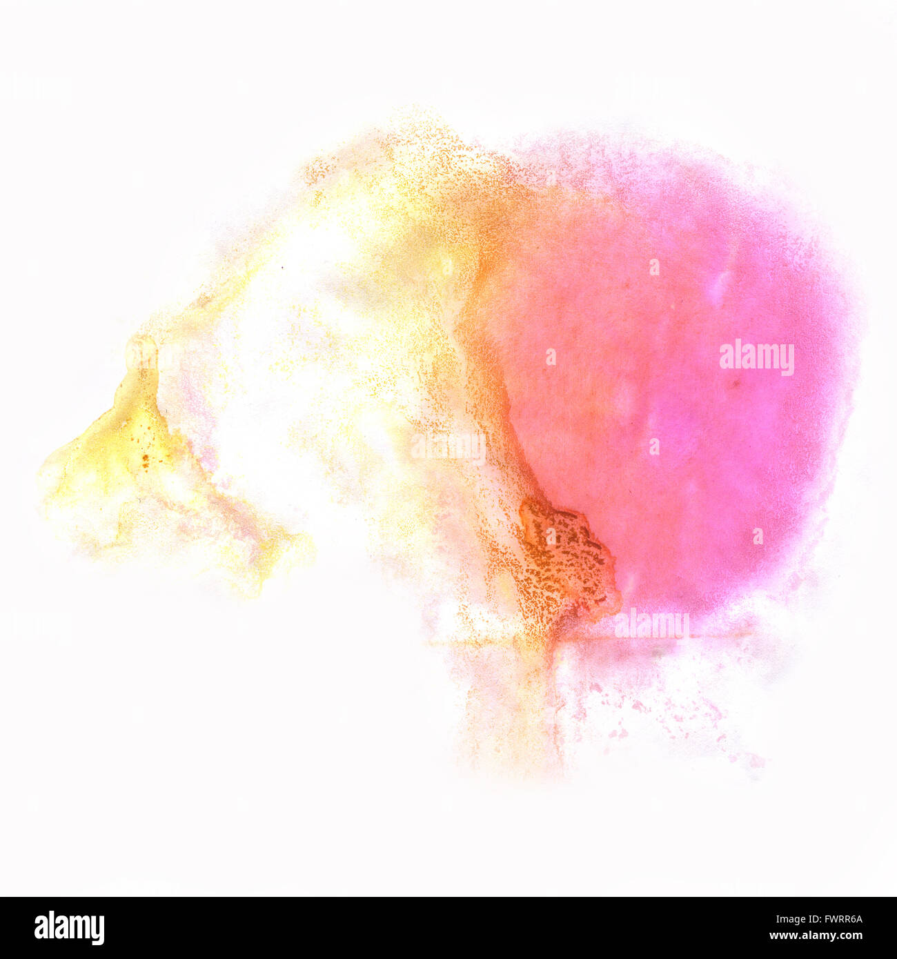 macro spot blotch yellow pink texture isolated on a white background ...