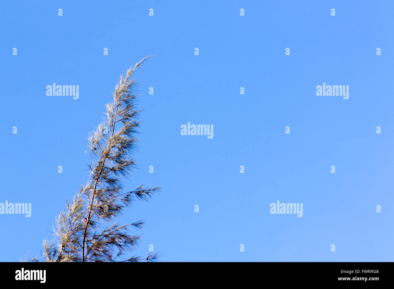 Cedar pine tree crest on against blue clear sky backdrop Stock Photo ...