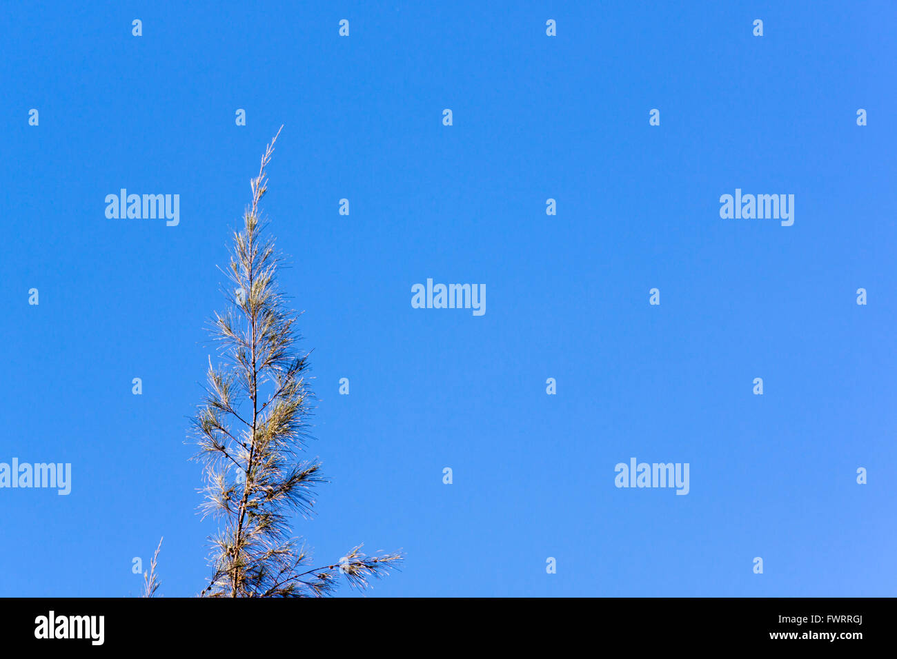 Cedar pine tree crest on against blue clear sky backdrop Stock Photo ...