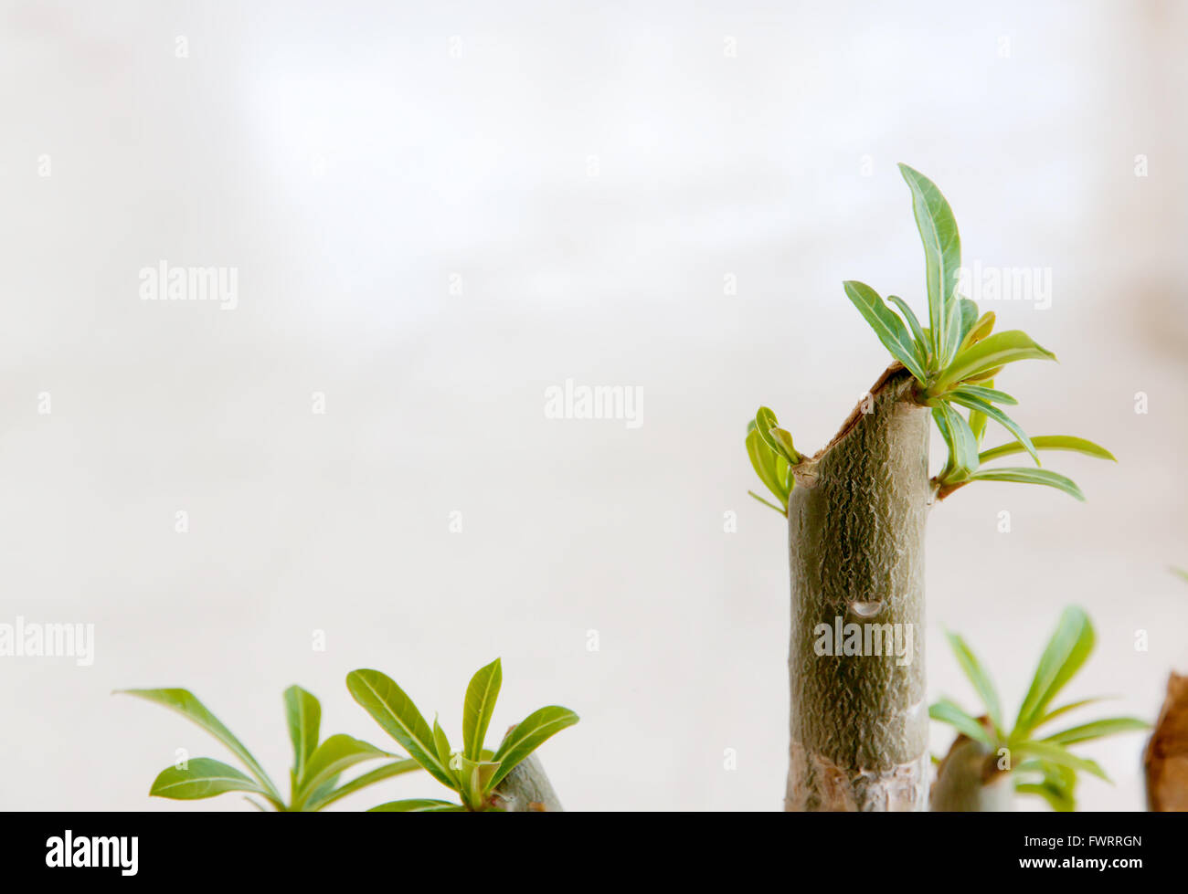 The tree was cut and the new shoots Stock Photo - Alamy