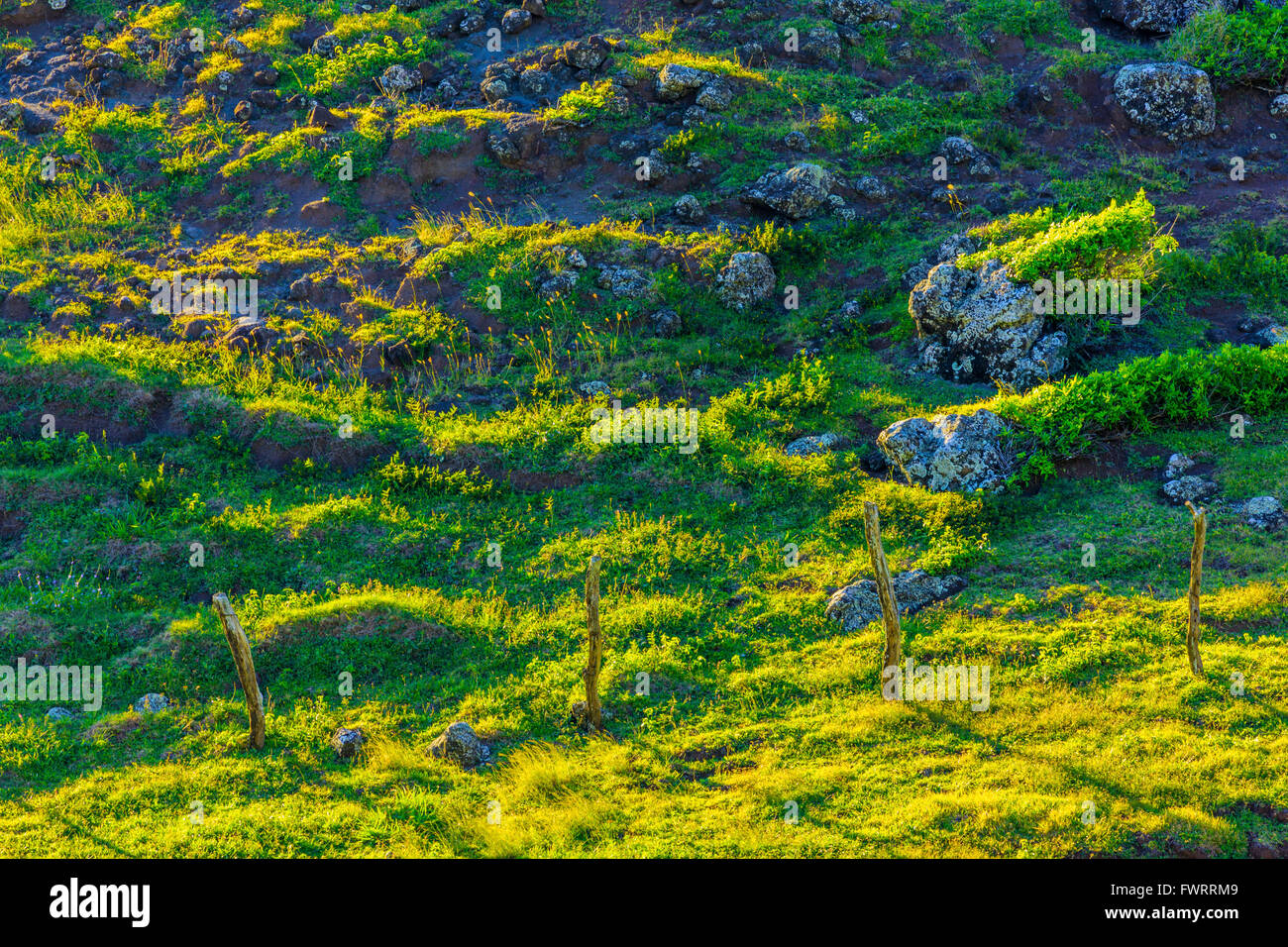 Cattle ranching hawaii hi-res stock photography and images - Alamy