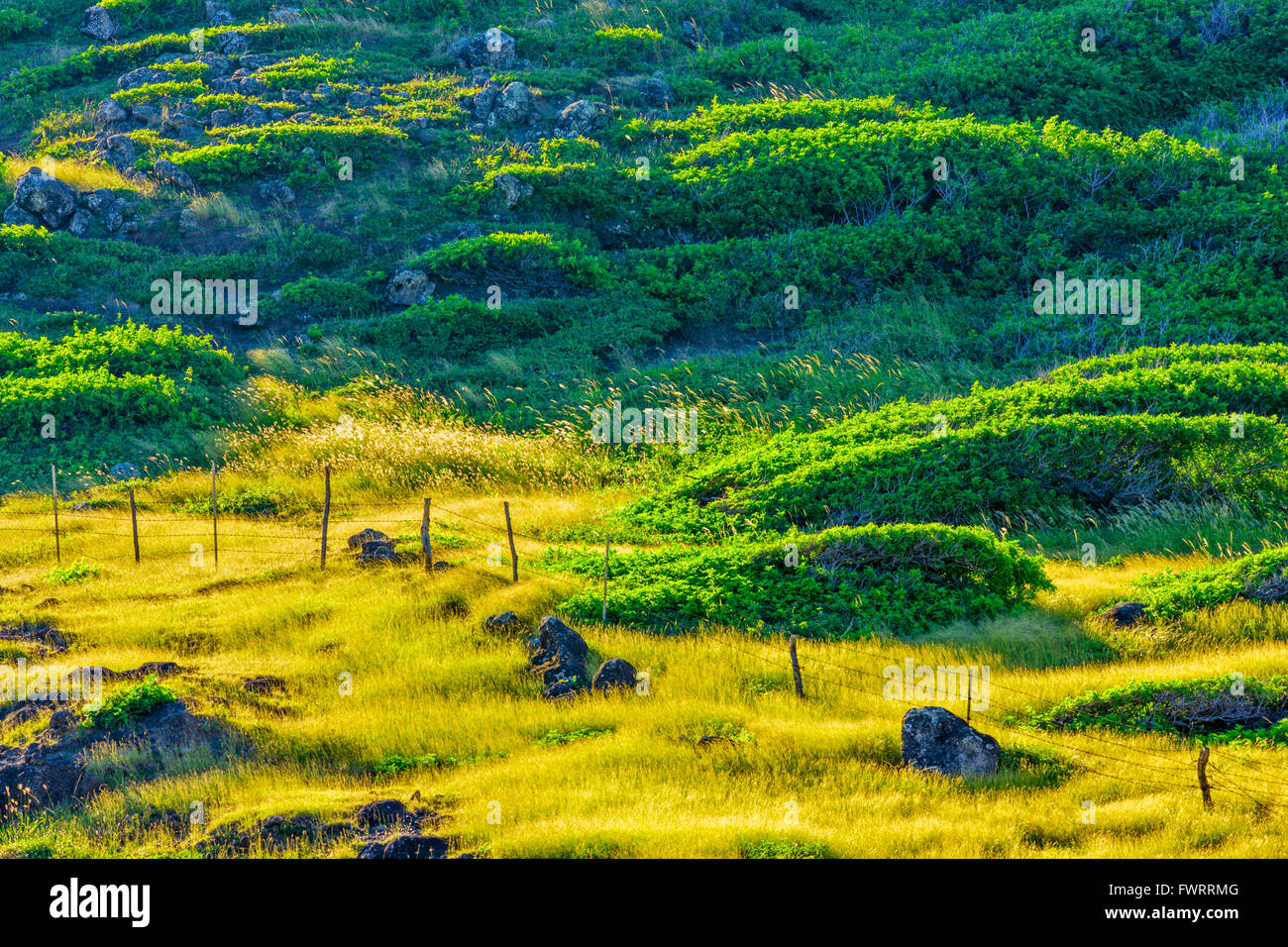 Cattle ranching hawaii hi-res stock photography and images - Alamy