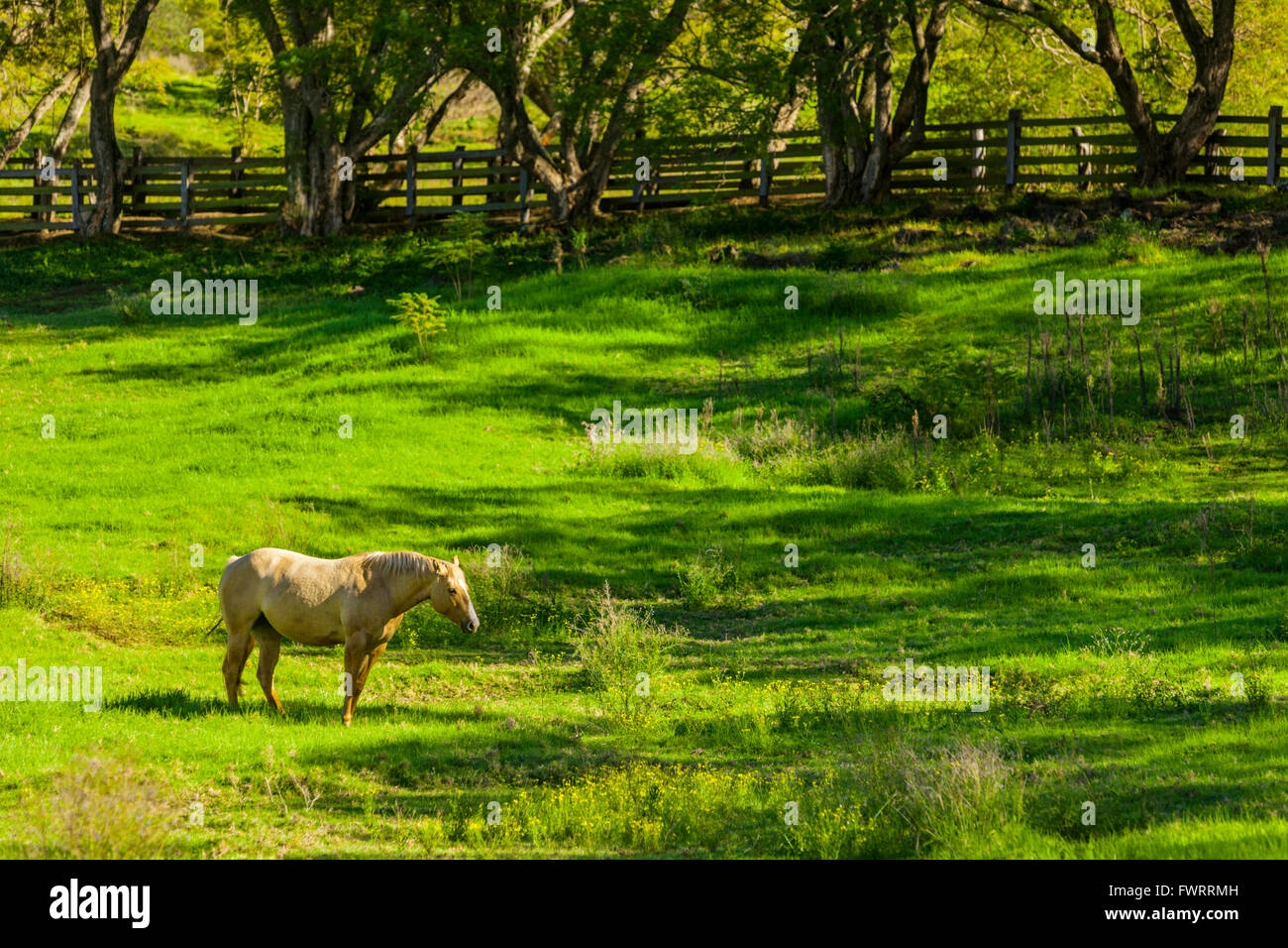 Upcountry Maui Flower Farm High Resolution Stock Photography and Images ...