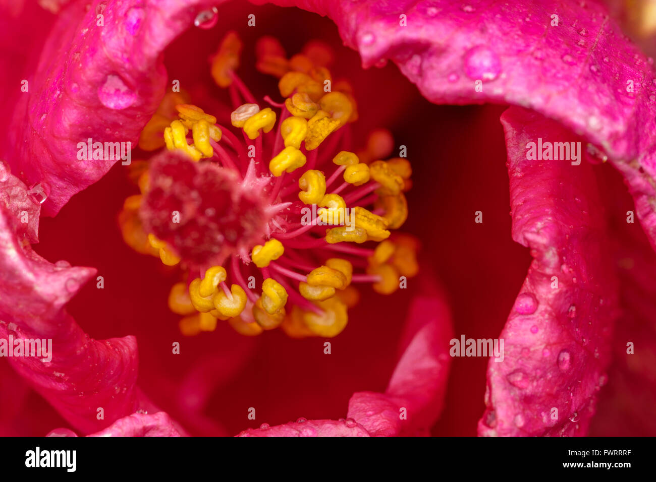 Unfurling flower hi-res stock photography and images - Alamy