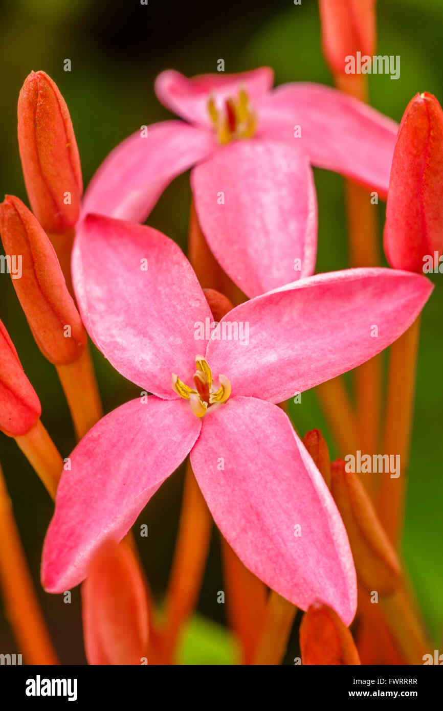 pink Ixora flowers and buds closeup Stock Photo - Alamy
