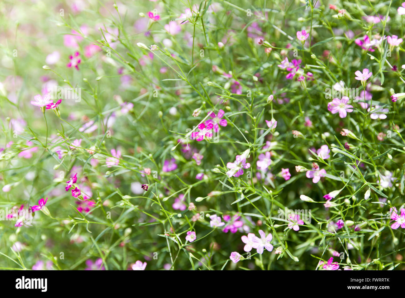 a plant of the genus Gypsophila in the pink family, Small pink flowers ...