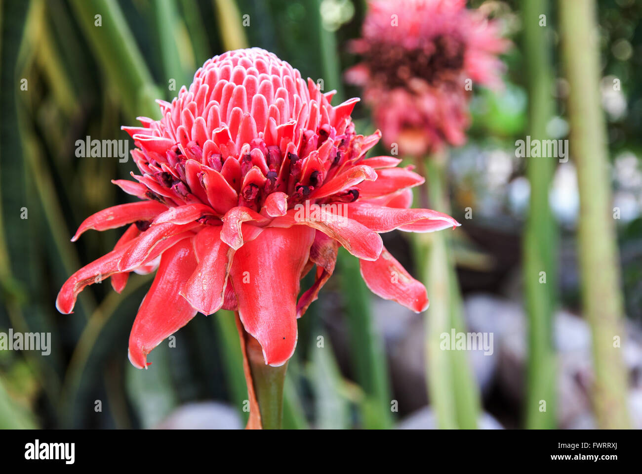 Blossom Torch Ginger with green leaves in the background Stock Photo - Alamy