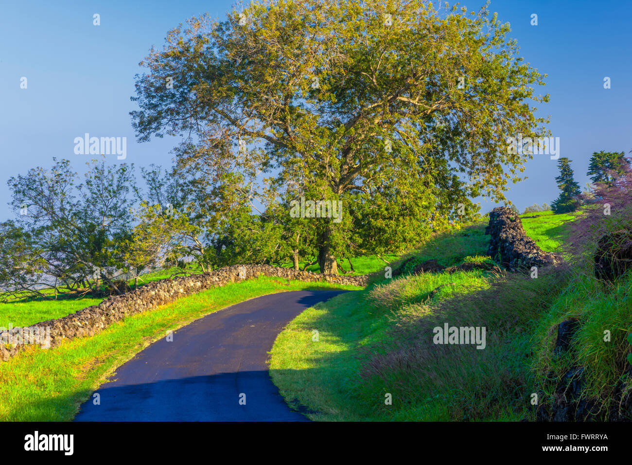 Upcountry Maui Thompson road through rural ranchland Stock Photo - Alamy