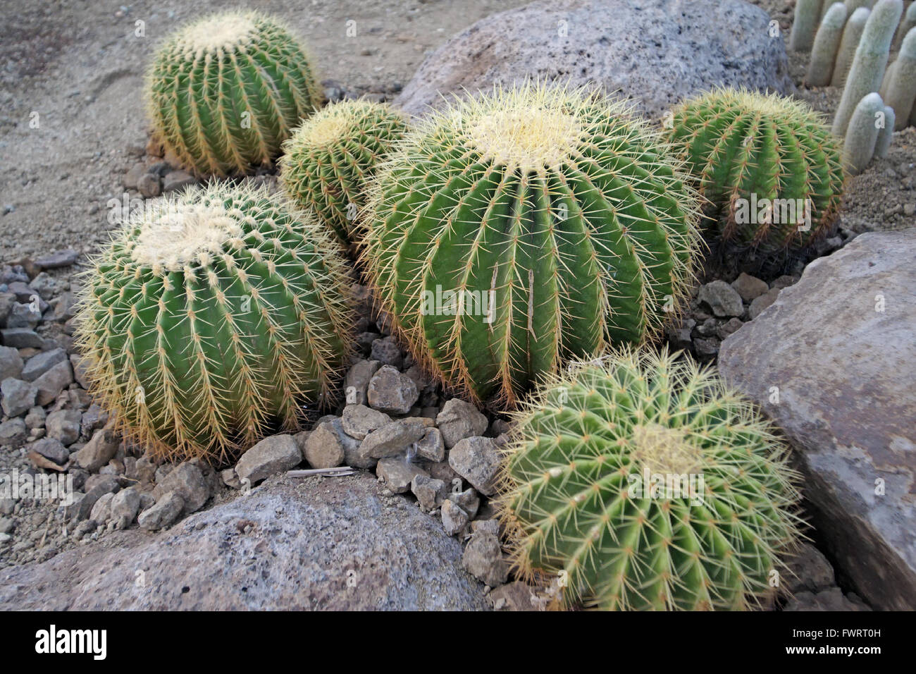 A large cactus in the botanical gardens Stock Photo - Alamy