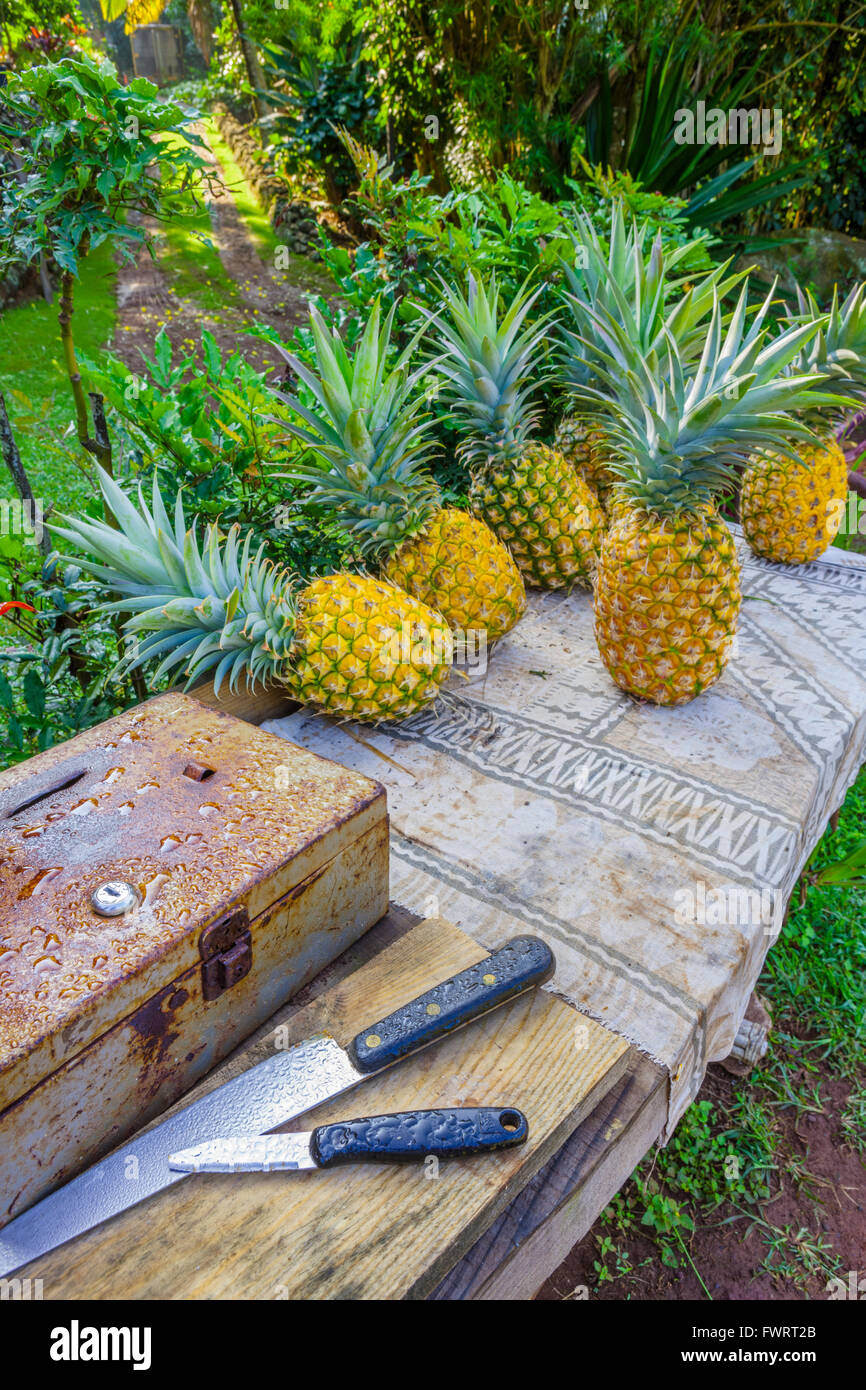 Pineapple stand hi-res stock photography and images - Alamy