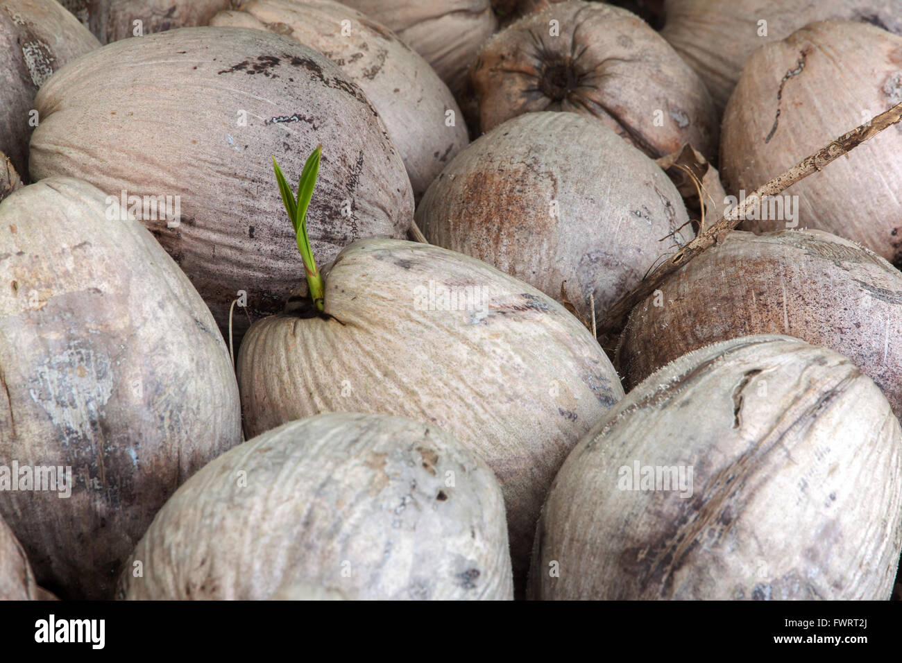 Germinating coconut hi-res stock photography and images - Alamy