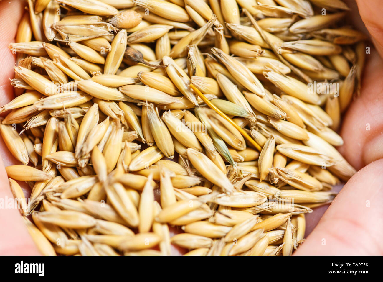 Handful of seeds Stock Photo - Alamy